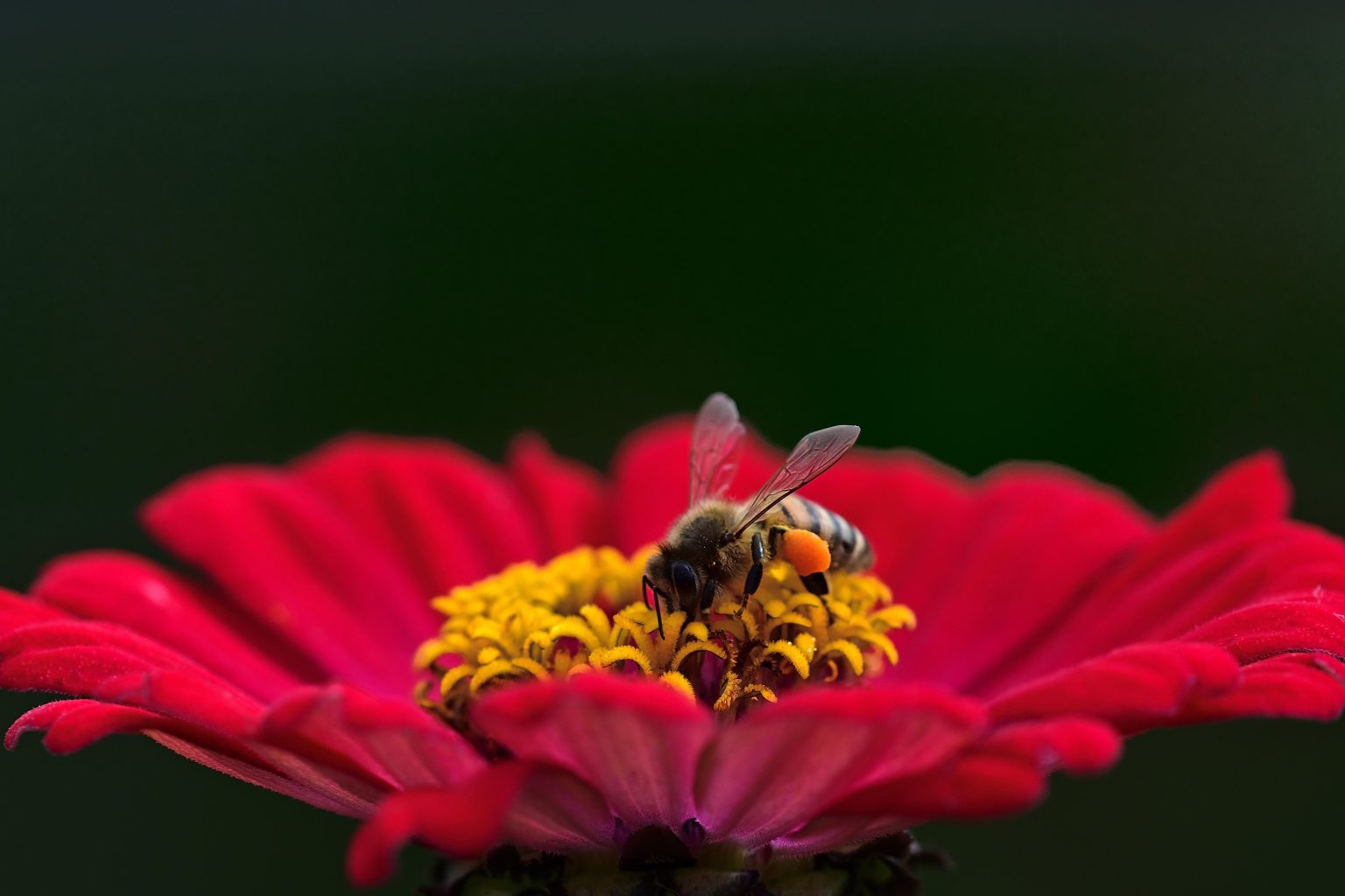 Home - Beeline Woodenware | Beekeeping Supplier and Apiary